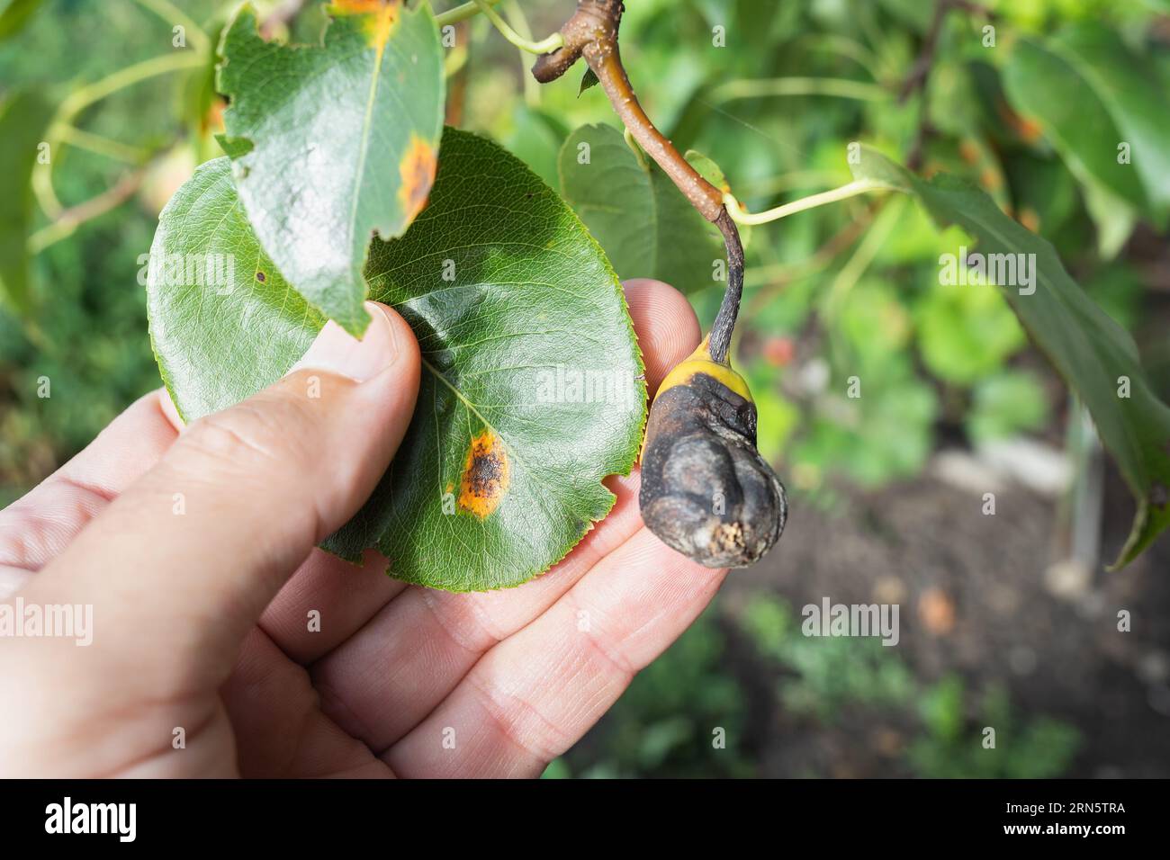 Man showing diseased pear leaf and fruit caused by fungus ...