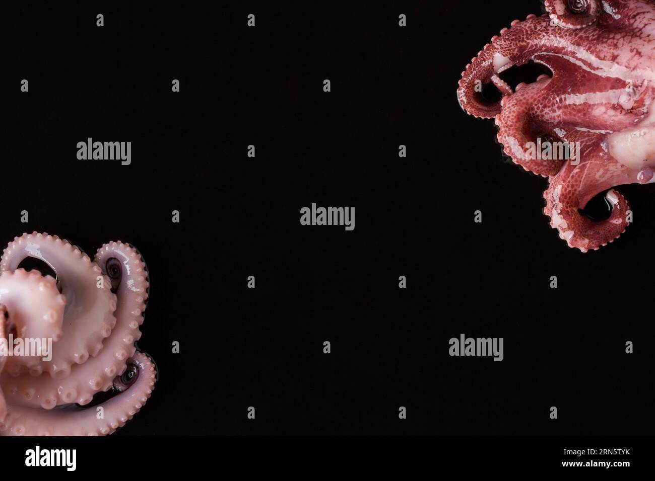 Octopus top view hi-res stock photography and images - Alamy