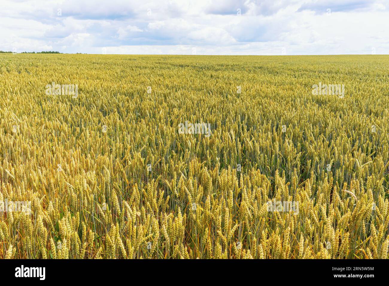 Growing wheat in hi-res stock photography and images - Alamy