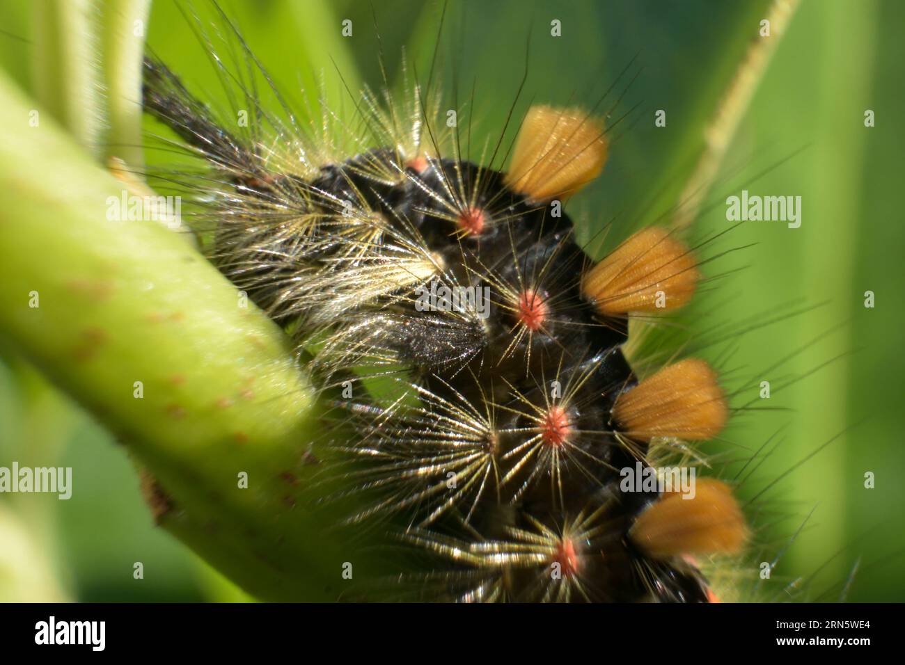 Rusty Tussock / Vapourer Moth larva / caterpillar Stock Photo - Alamy