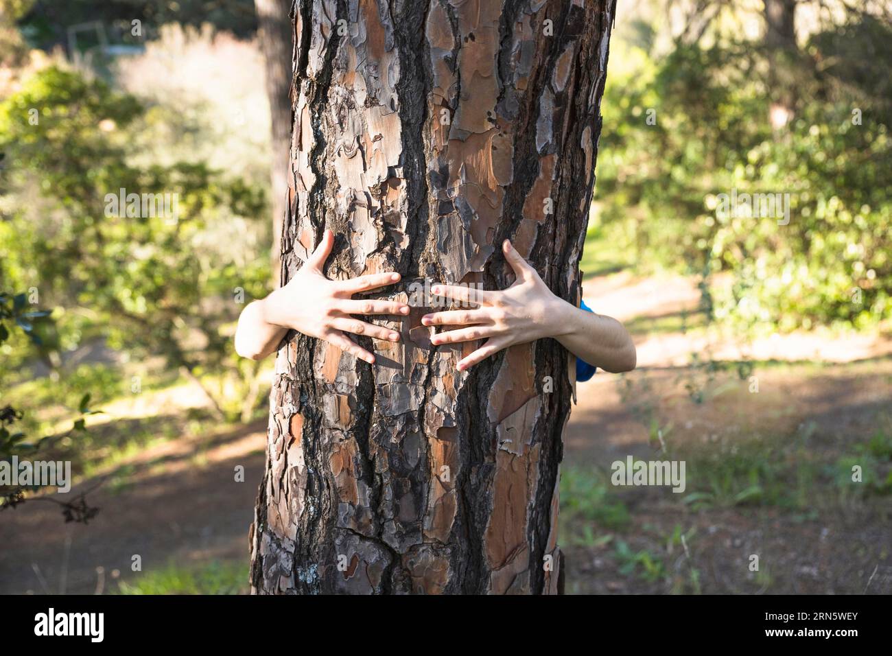 Arms hugging tree trunk green forest Stock Photo - Alamy