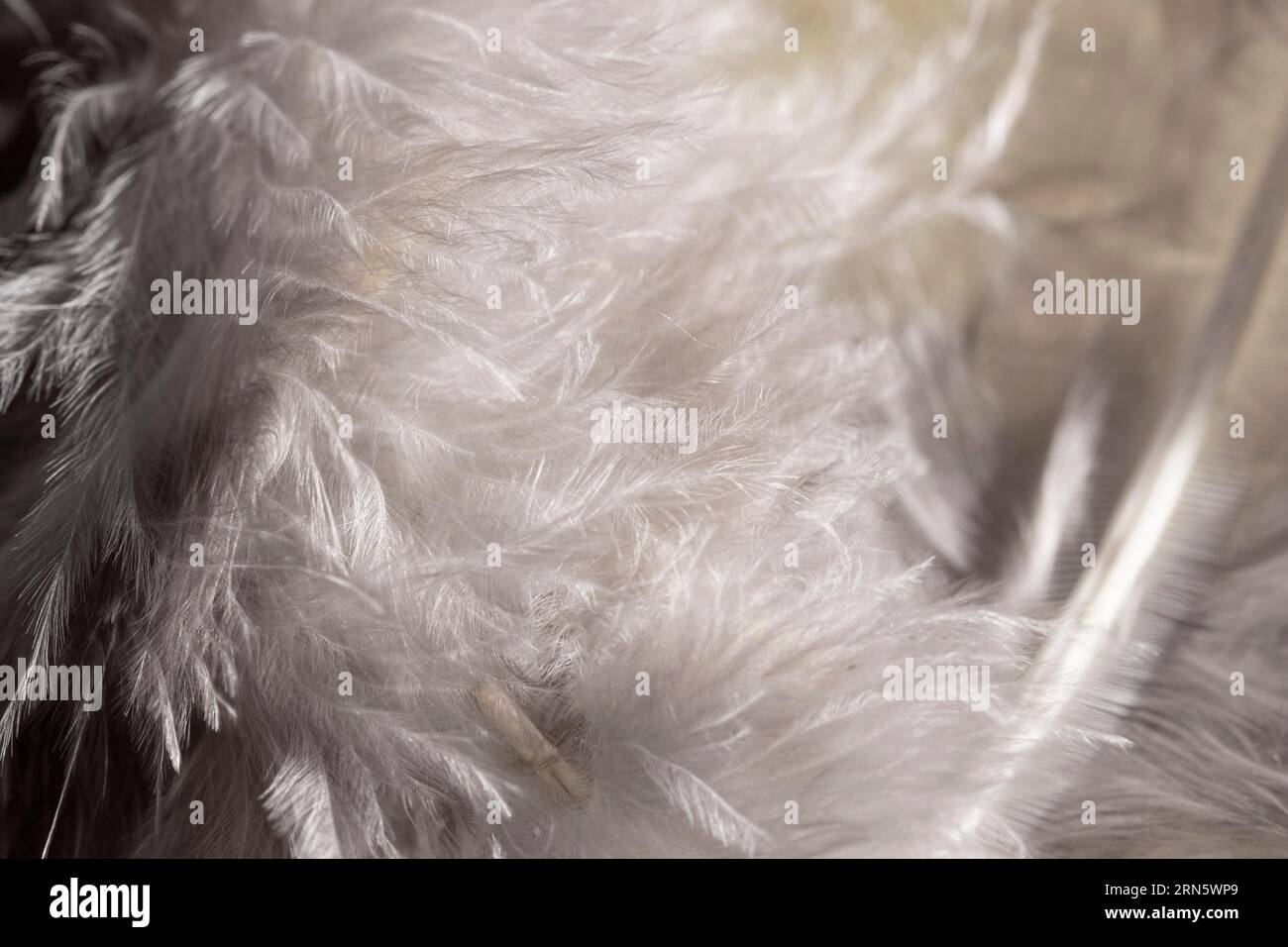 Vane of feathers hi-res stock photography and images - Alamy