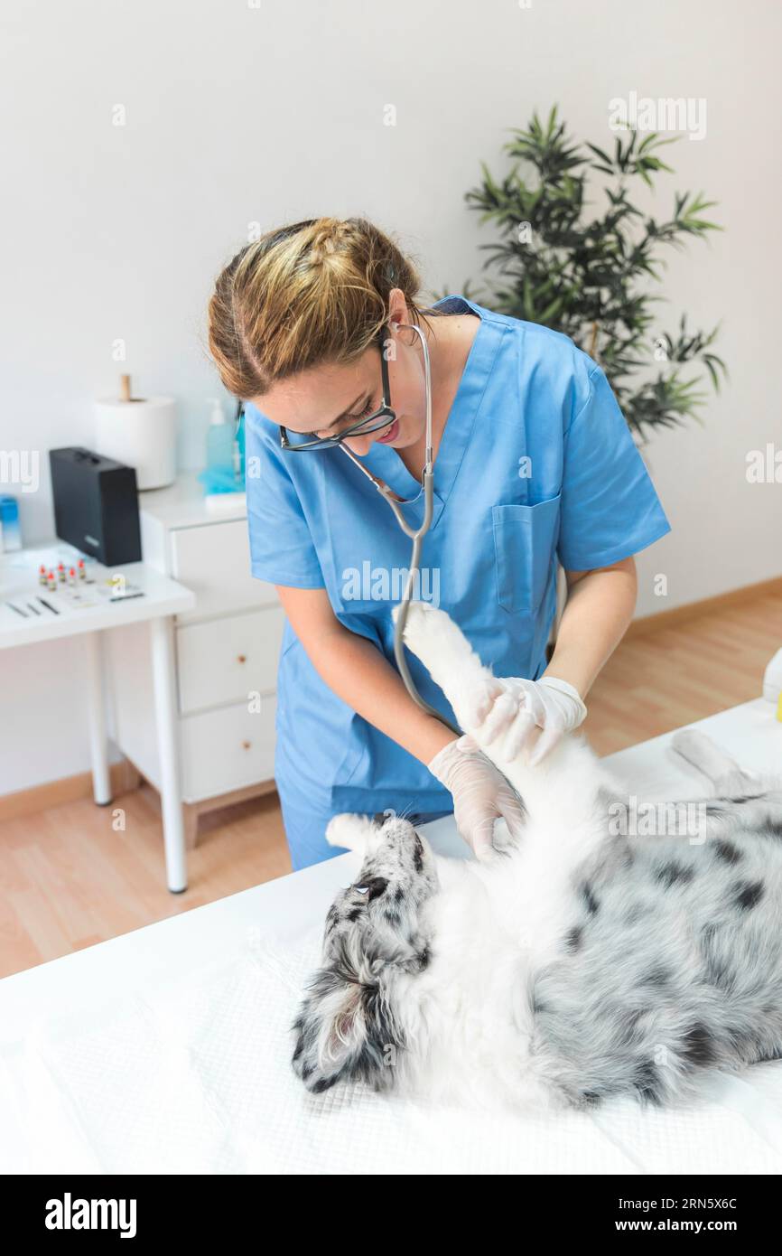 Female veterinarian checking dog with stethoscope clinic Stock Photo ...