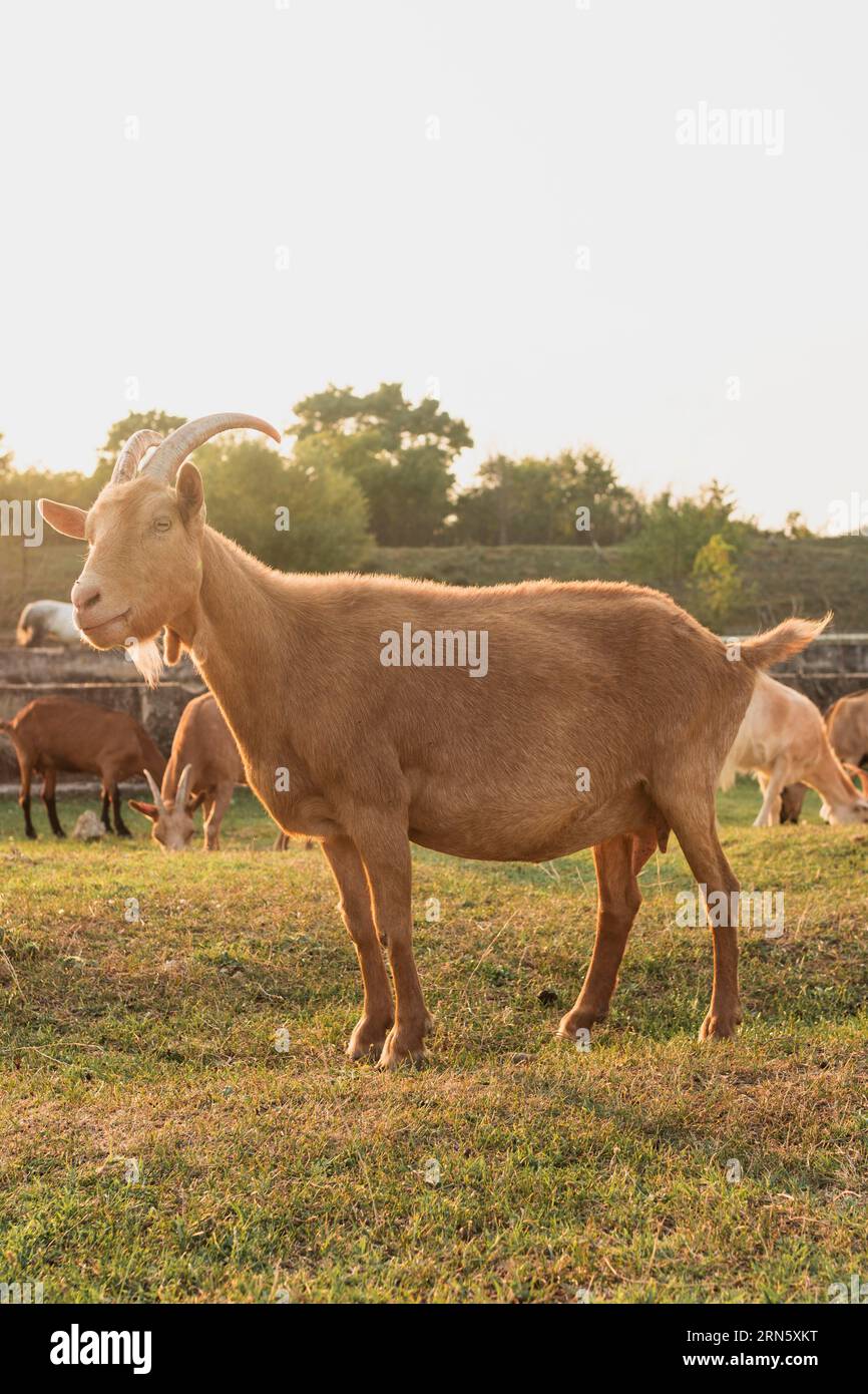 White goat breed hi-res stock photography and images - Alamy