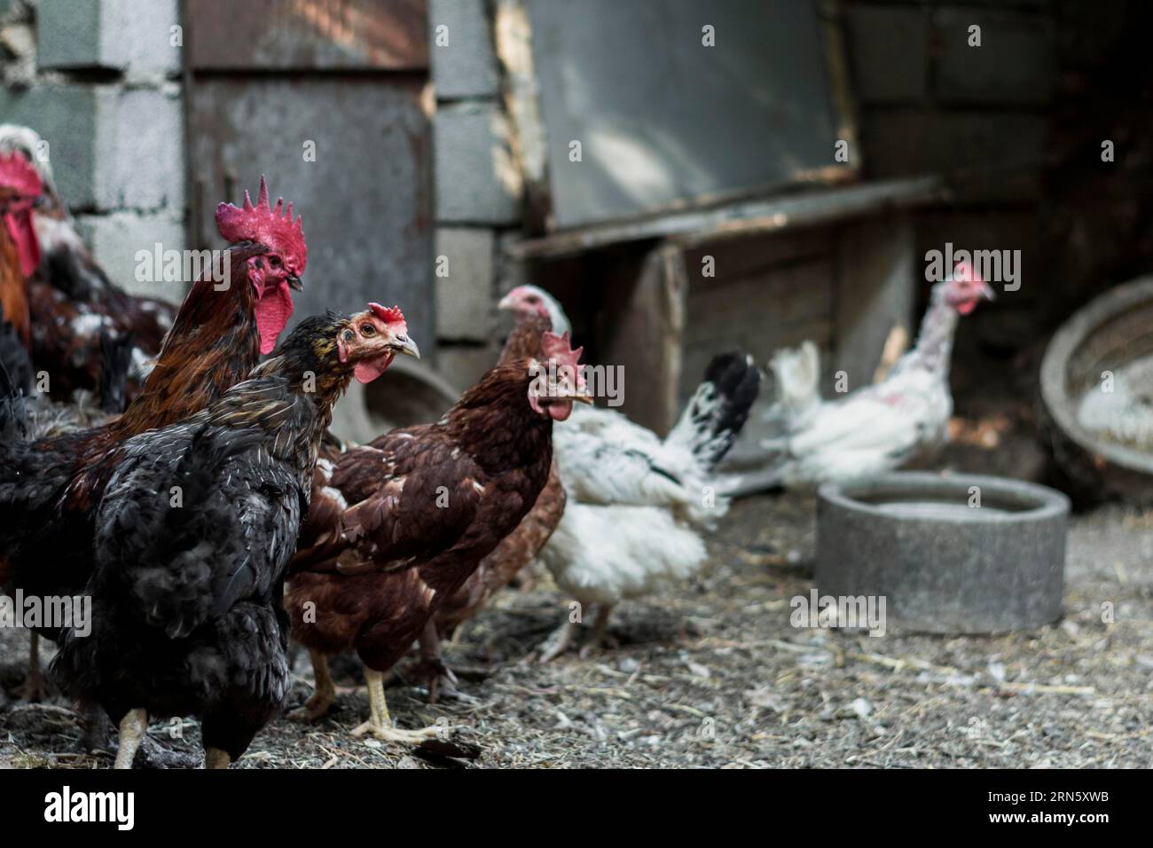 Hens looking aggressively something farm yard Stock Photo - Alamy