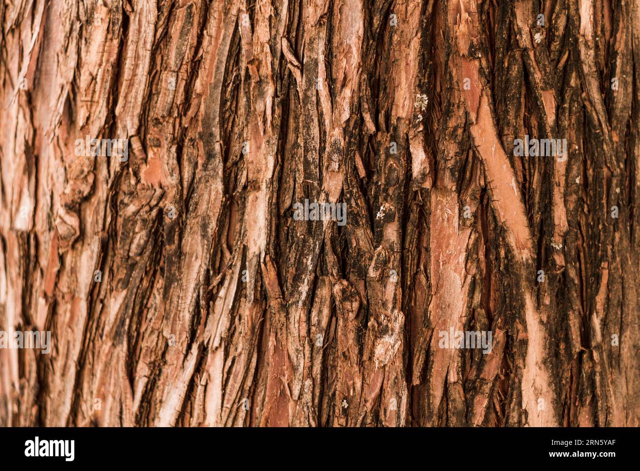 Midnight horror tree hi-res stock photography and images - Alamy