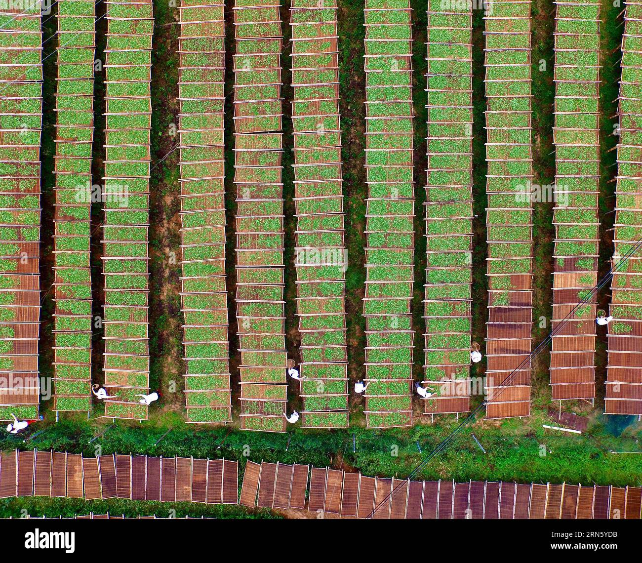 Tea garden fujian hi-res stock photography and images - Alamy