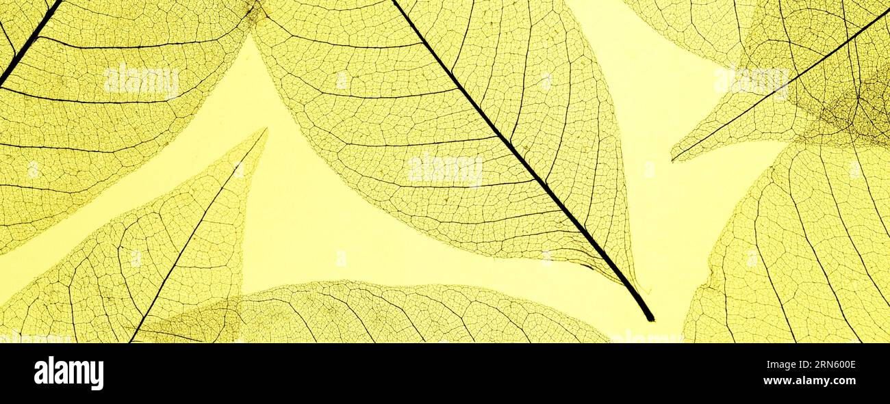 Finding leaves hi-res stock photography and images - Alamy