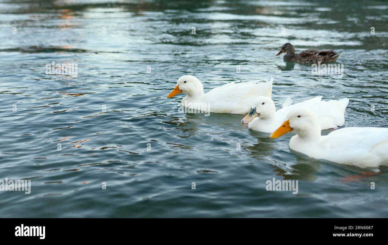 Wild ducks floating water Stock Photo - Alamy