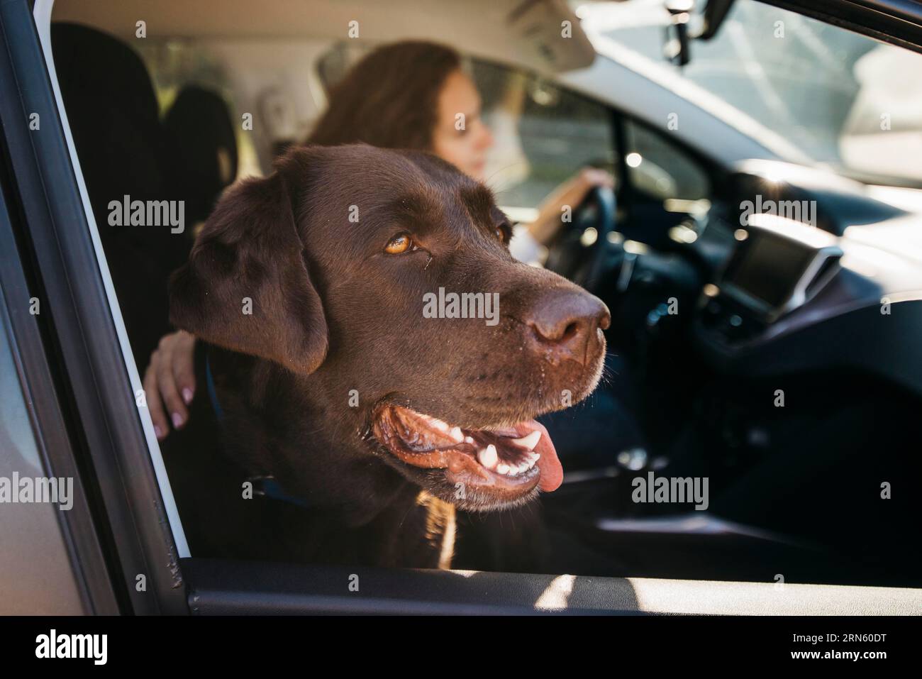 Big black dog car Stock Photo - Alamy