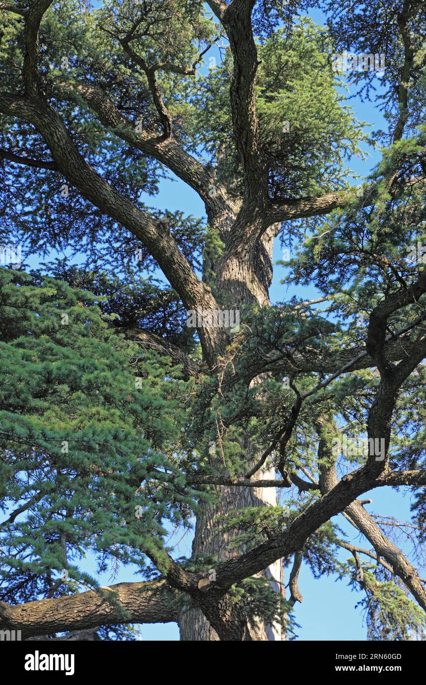 The pine tree opposite the blue sky Stock Photo - Alamy