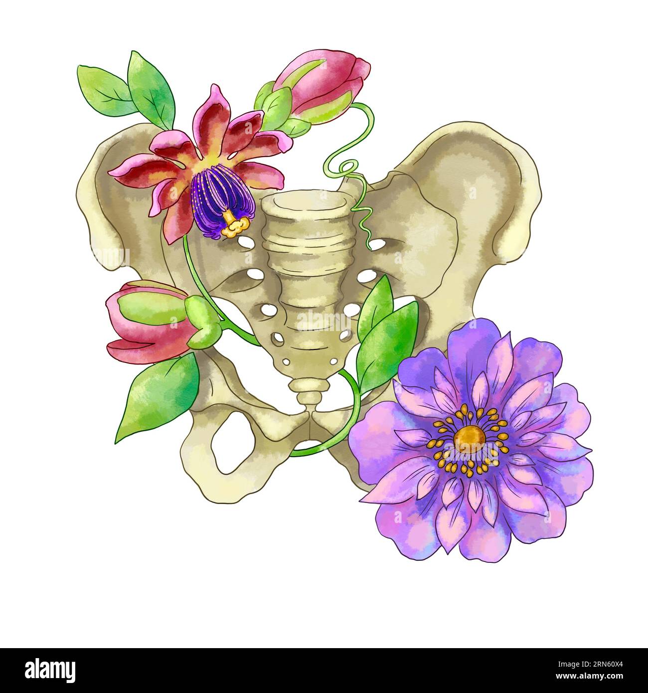 Human pelvic bones, anatomical structure and flowers. Flowers and buds ...