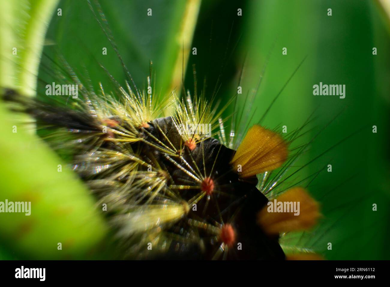 Rusty Tussock / Vapourer Moth larva / caterpillar Stock Photo - Alamy
