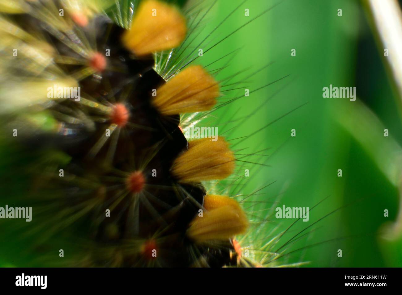 Rusty Tussock / Vapourer Moth larva / caterpillar Stock Photo - Alamy
