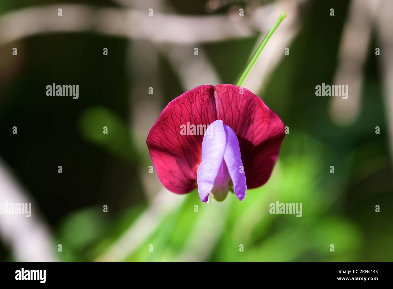 Sweet pea (Lathyrus odoratus), macro, flower, Zingaro, National Park ...