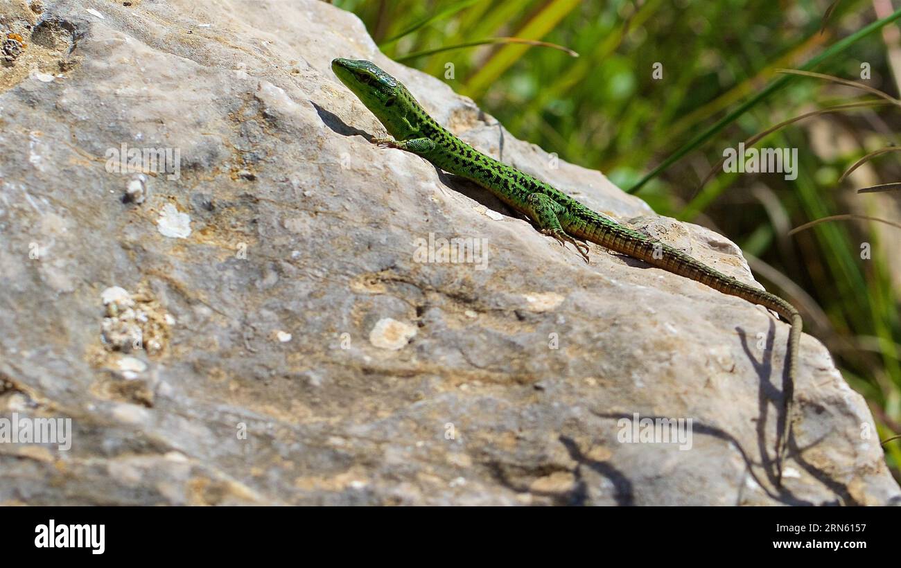 Lizard, Sicilian wall lizard (Podarcis wagleriianus), endemic, on ...