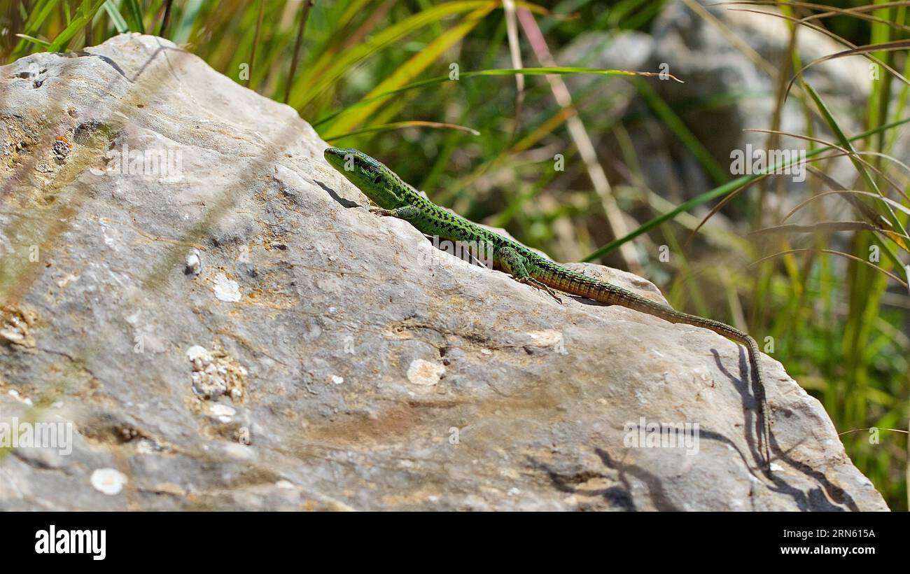 Lizard, Sicilian wall lizard (Podarcis wagleriianus), endemic, on ...