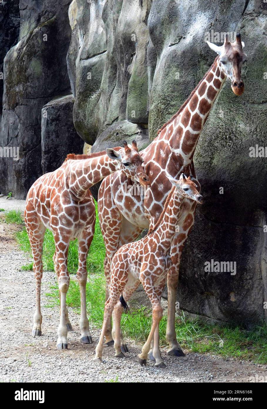 (150708) -- TAIPEI, July 8, 2015 -- Giraffe cub named Xiaozhang takes a ...