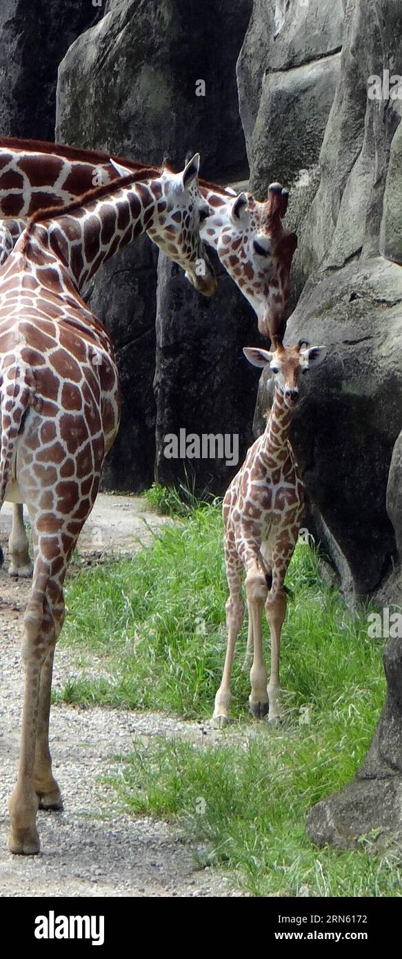 (150708) -- TAIPEI, July 8, 2015 -- Giraffe cub named Xiaozhang takes a ...
