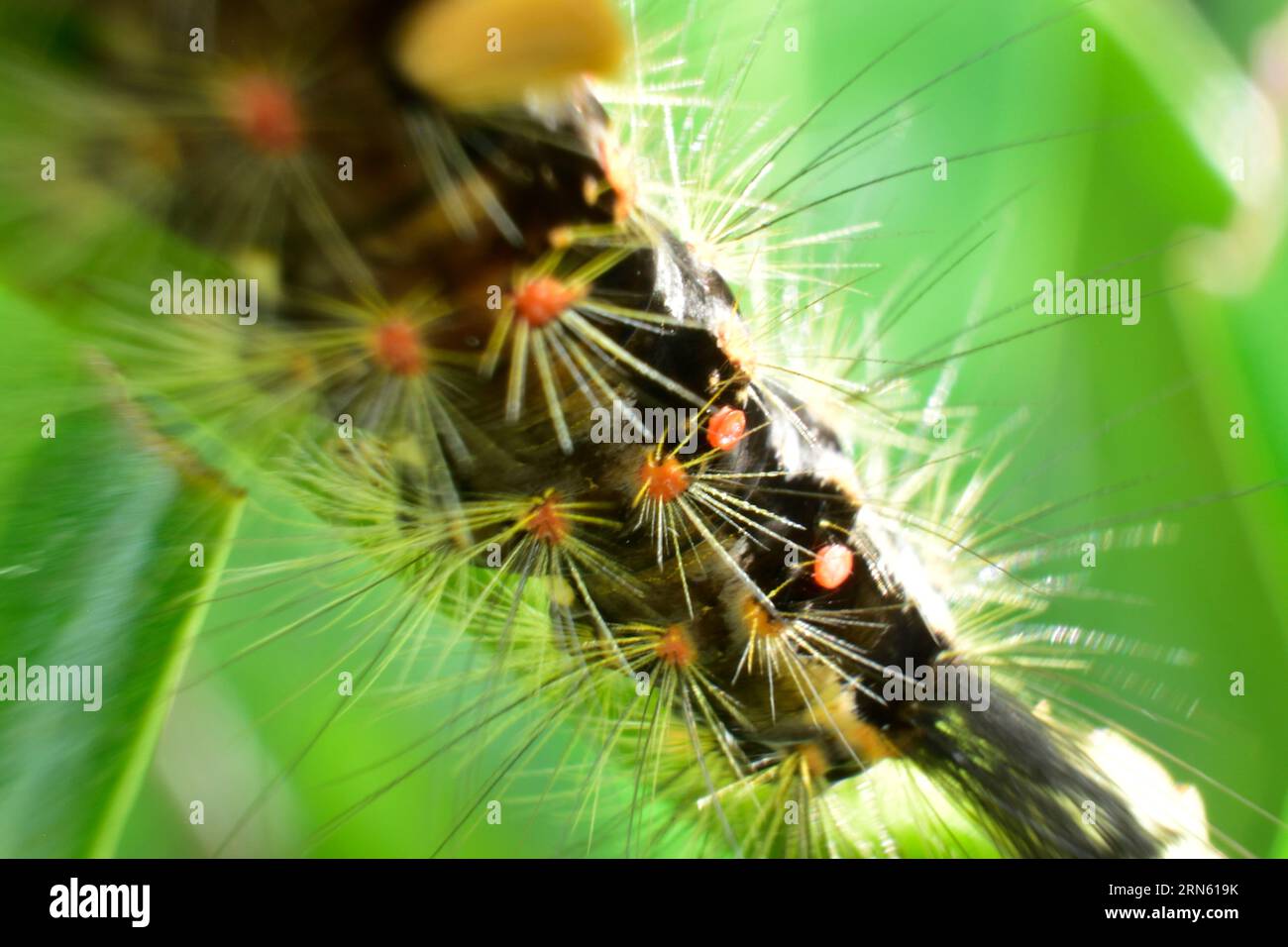 Rusty Tussock / Vapourer Moth larva / caterpillar Stock Photo - Alamy