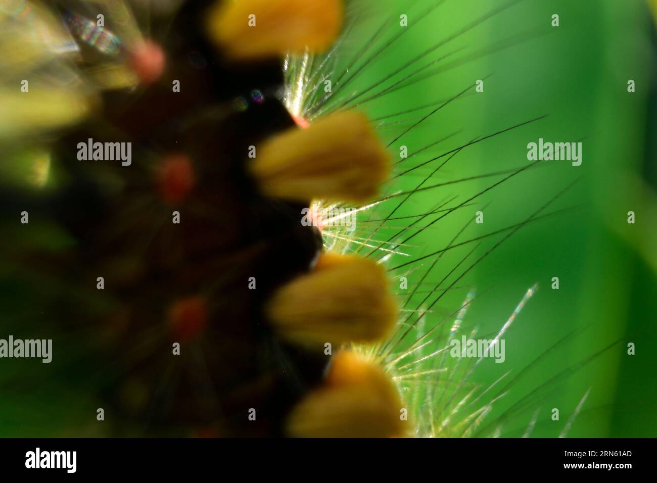 Rusty Tussock / Vapourer Moth larva / caterpillar Stock Photo - Alamy