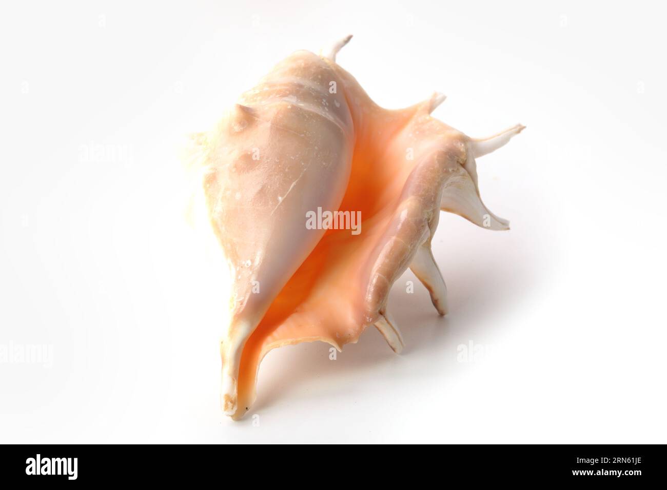 The seashell isolated on white background Stock Photo - Alamy