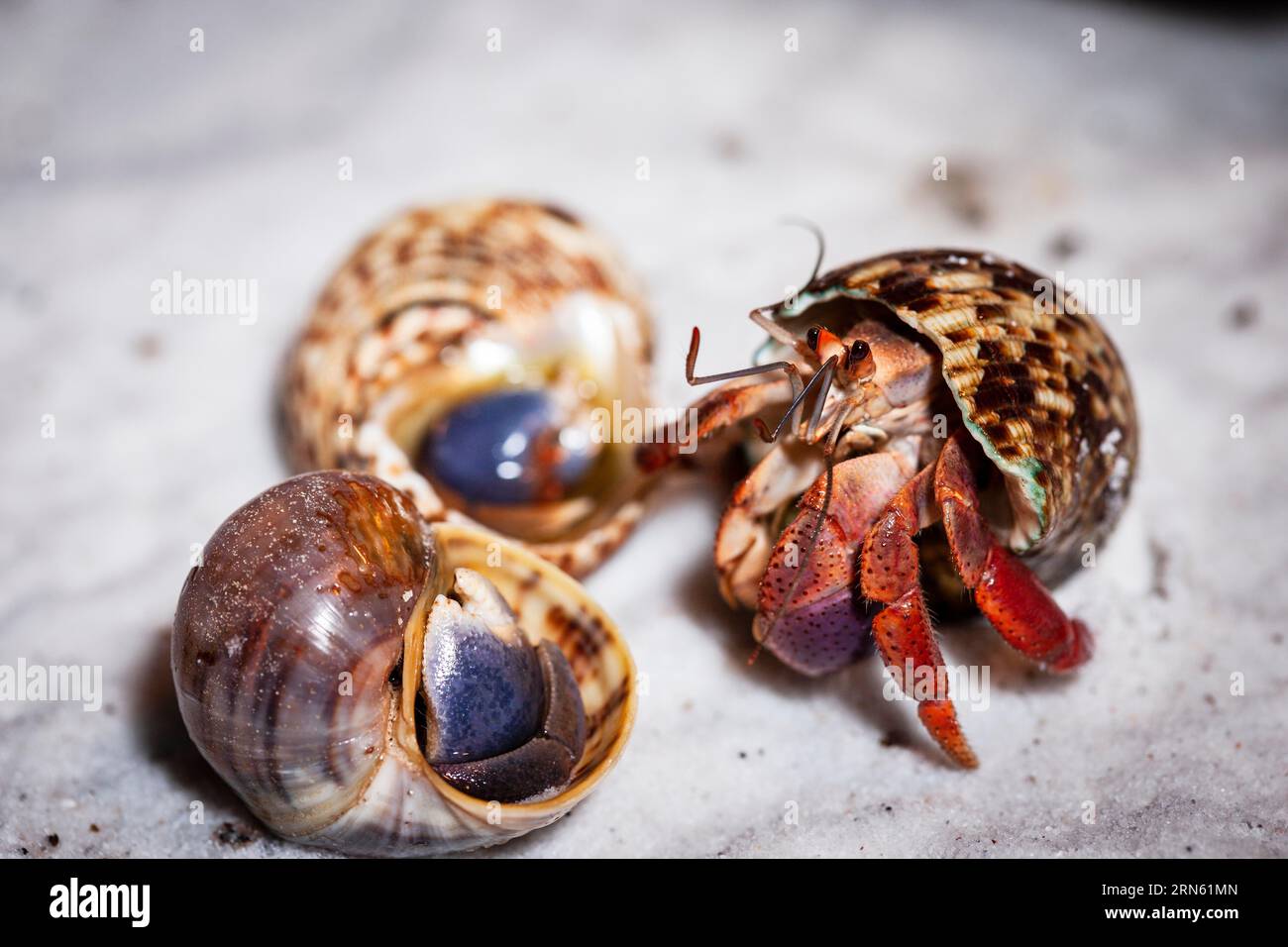 Crustacean shell hi-res stock photography and images - Alamy
