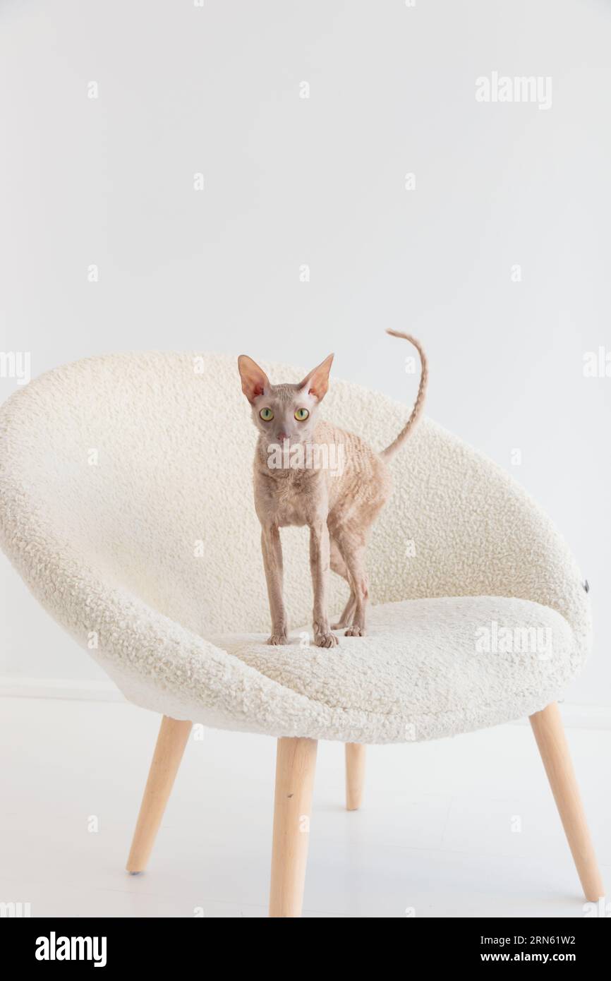 Cute cornish rex cat sitting in the cream chair on a white background ...