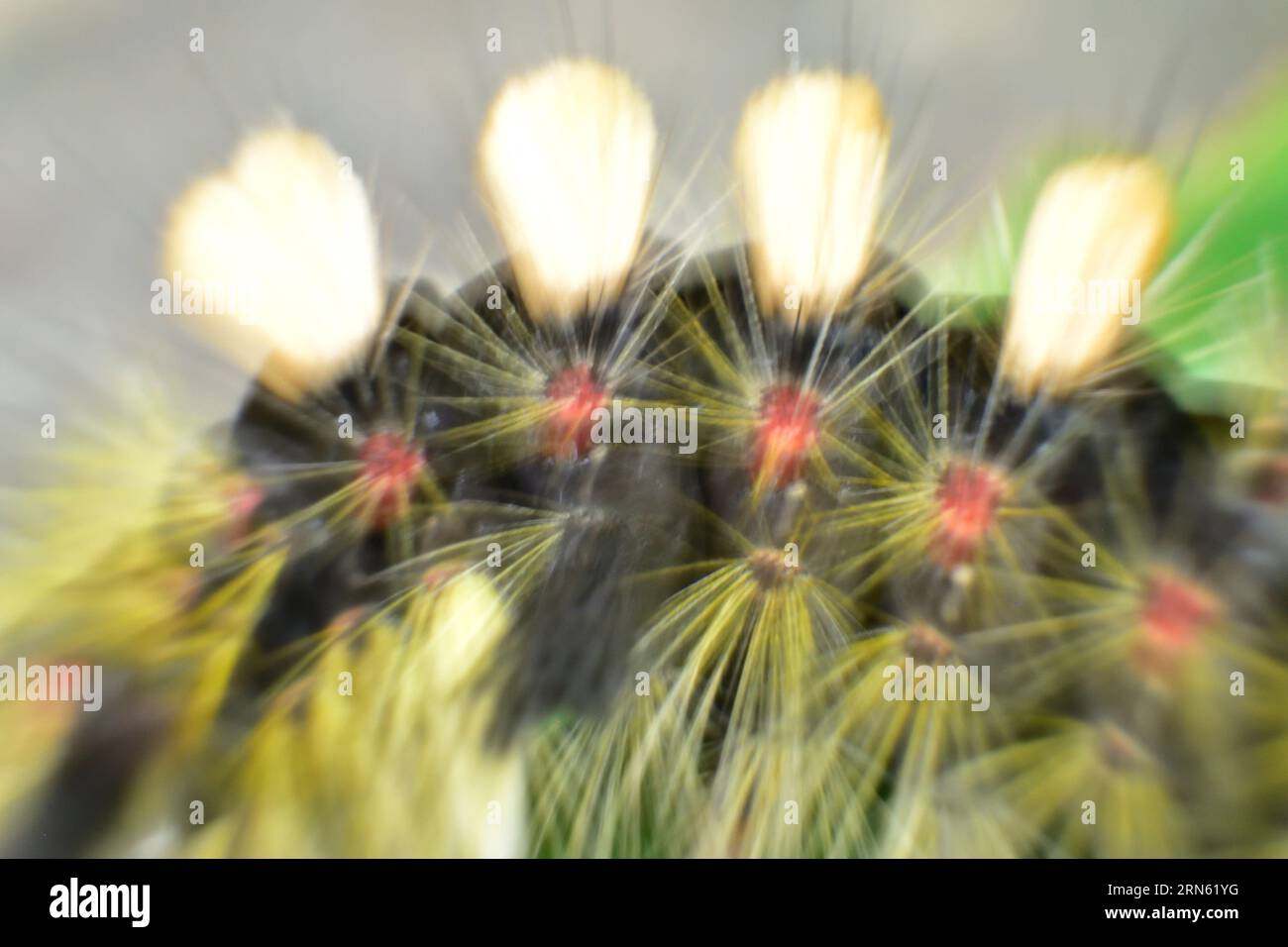 Rusty Tussock / Vapourer Moth larva / caterpillar Stock Photo - Alamy
