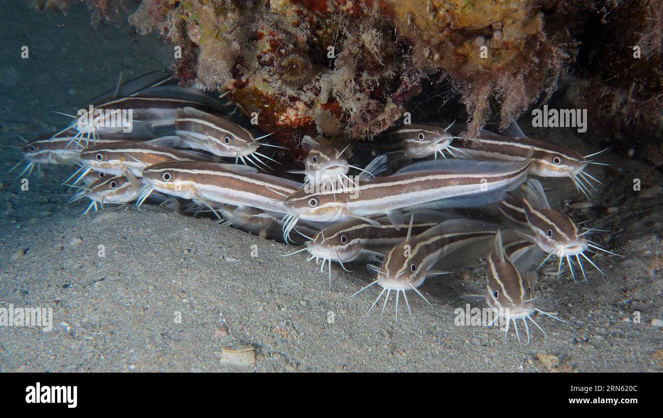 Catfish africa hi-res stock photography and images - Alamy