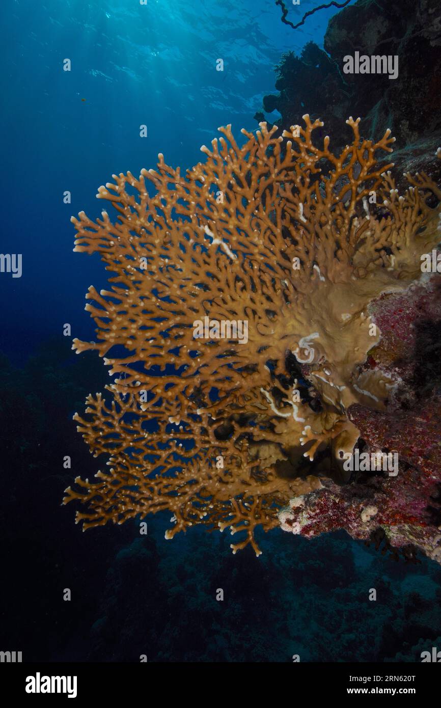 Mesh fire coral, net fire coral (Millepora dichotoma), Fury Shoals reef ...