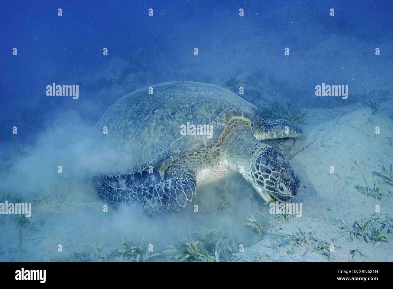 Sea turtle seaweed hi-res stock photography and images - Alamy