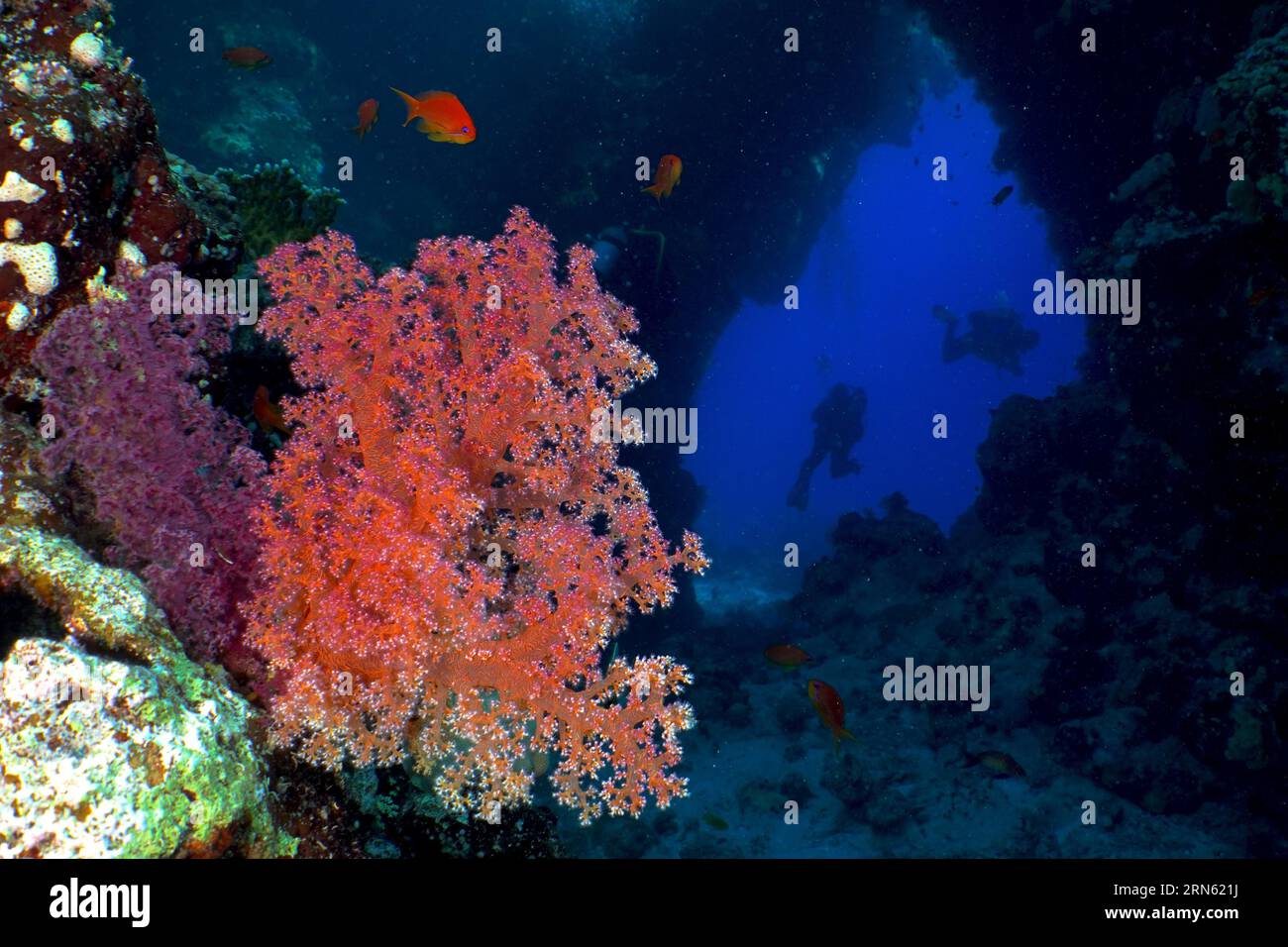 Hemprich's tree coral (Dendronephthya hemprichi) in a cave, diver in ...