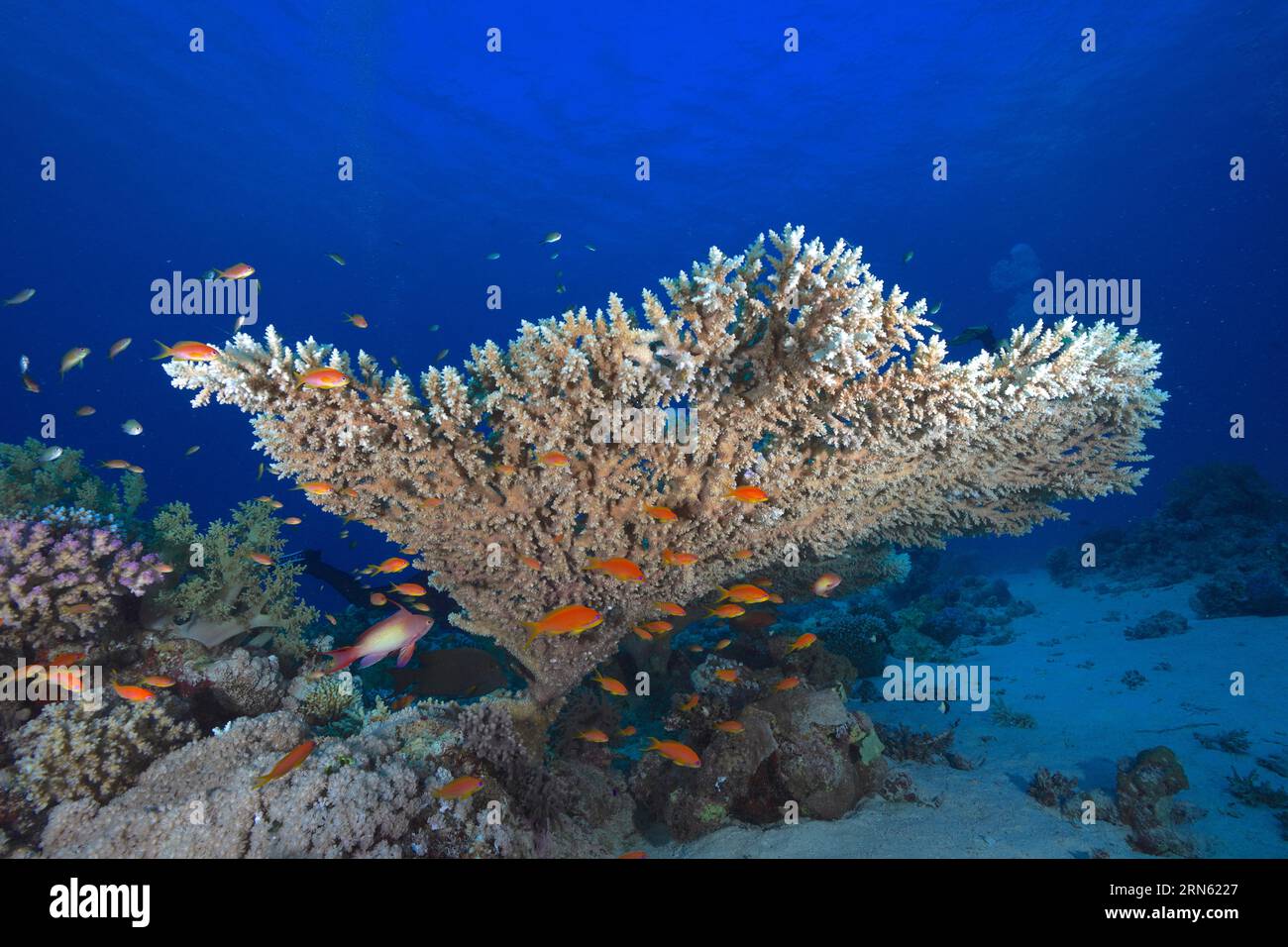 Pharaoh's antler coral (Acropora pharaonis) and shoal, group of sea ...