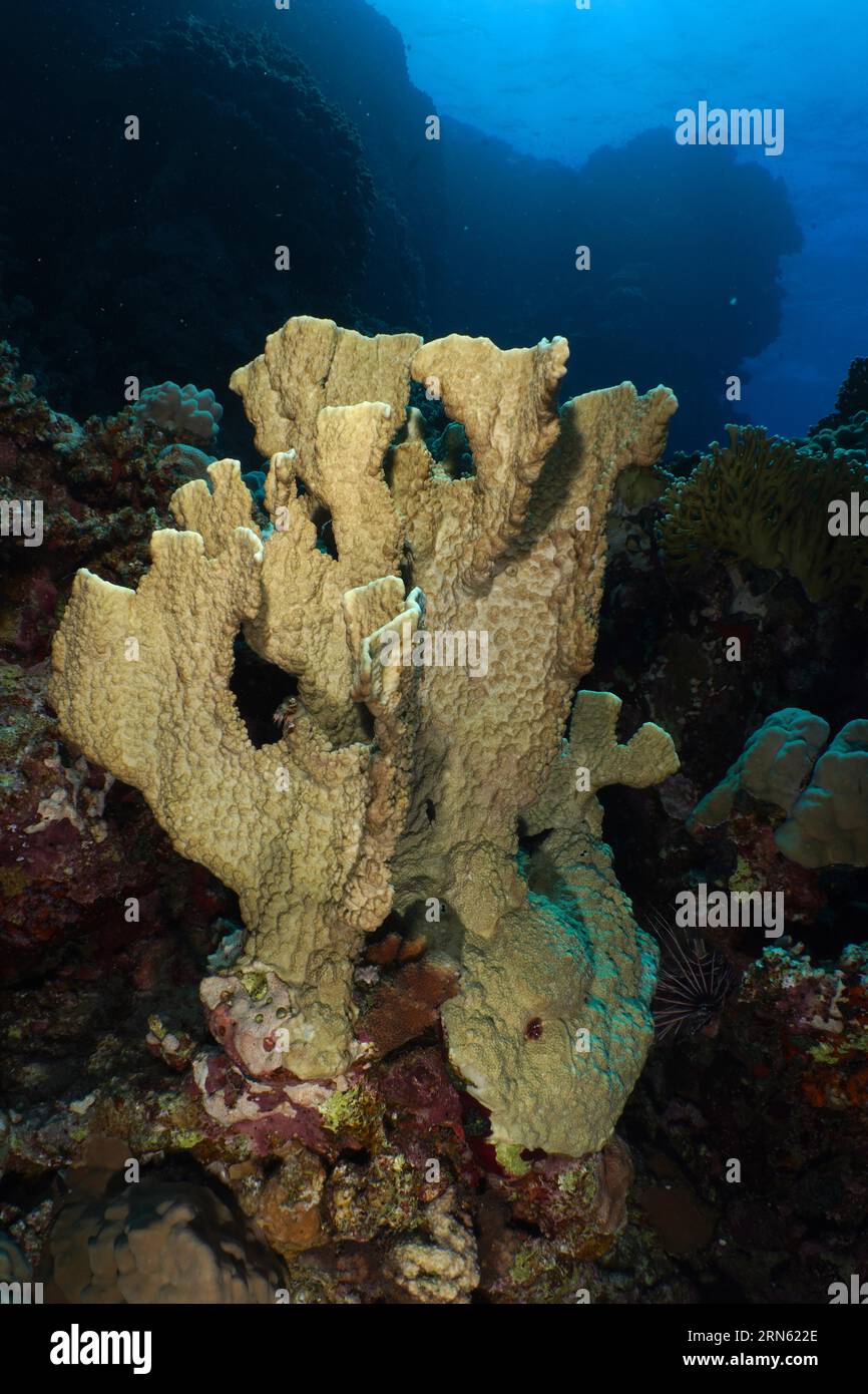 Blade firel coral (Millepora platyphylla), Shaab Claudia reef dive site ...