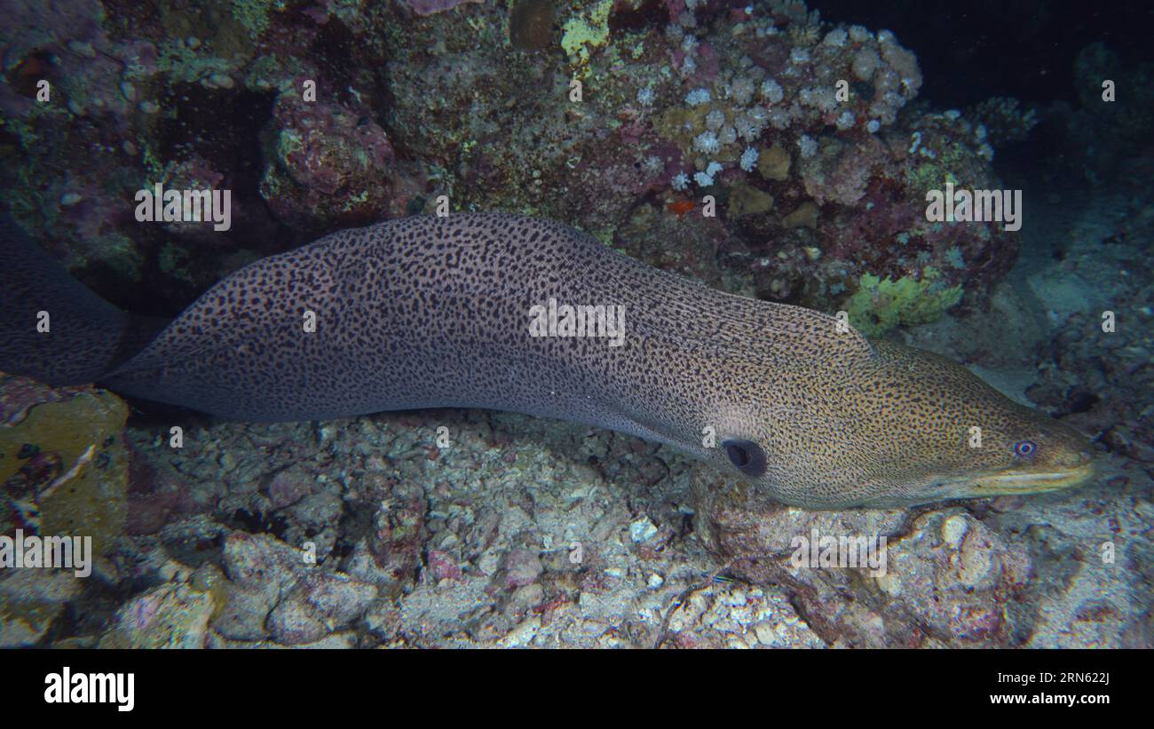 Giant Moray (Gymnothorax javanicus) moray hunting at night, Dangerous ...