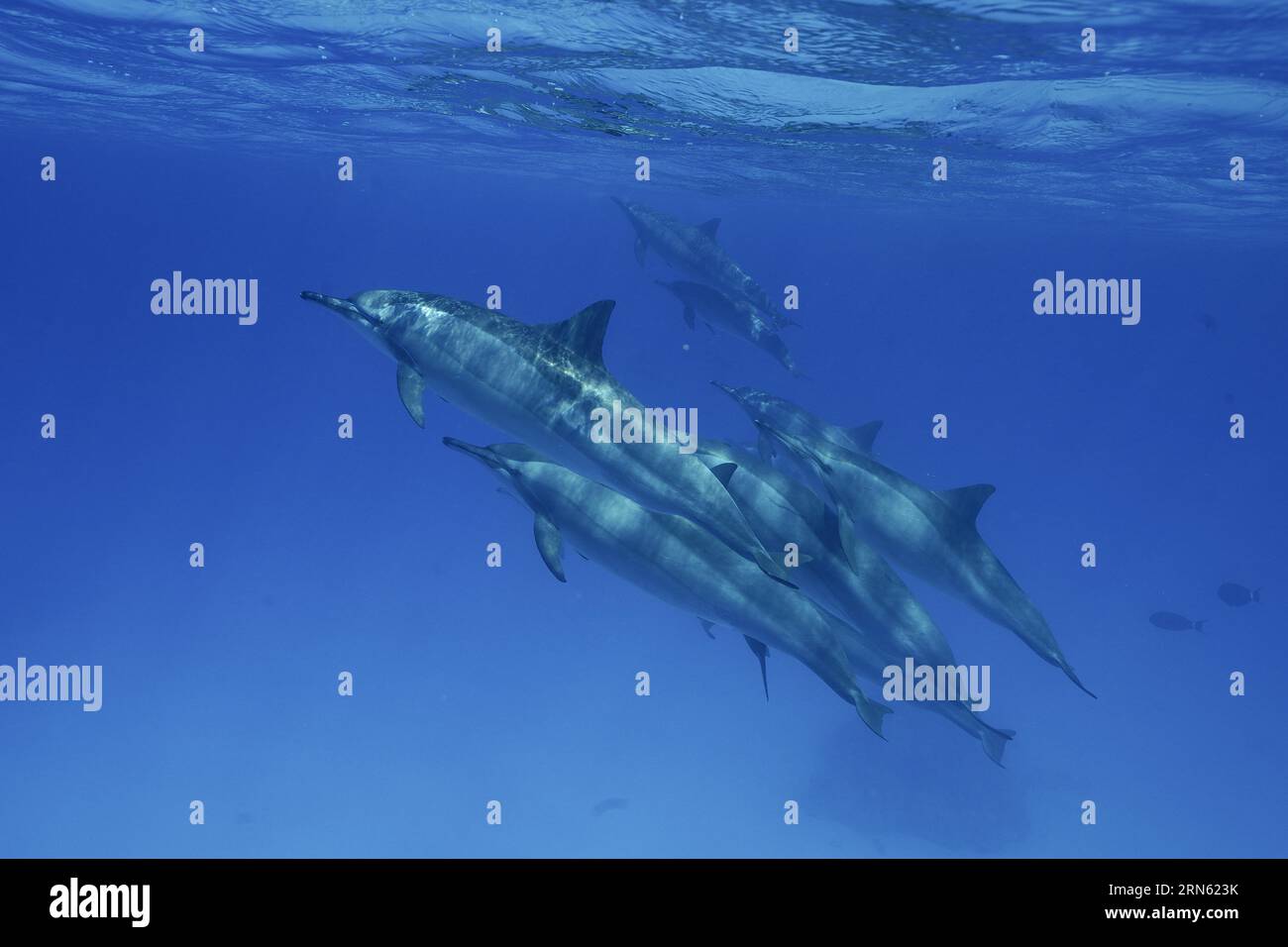 Group, School of spinner dolphin (Stenella longirostris), Spinner ...