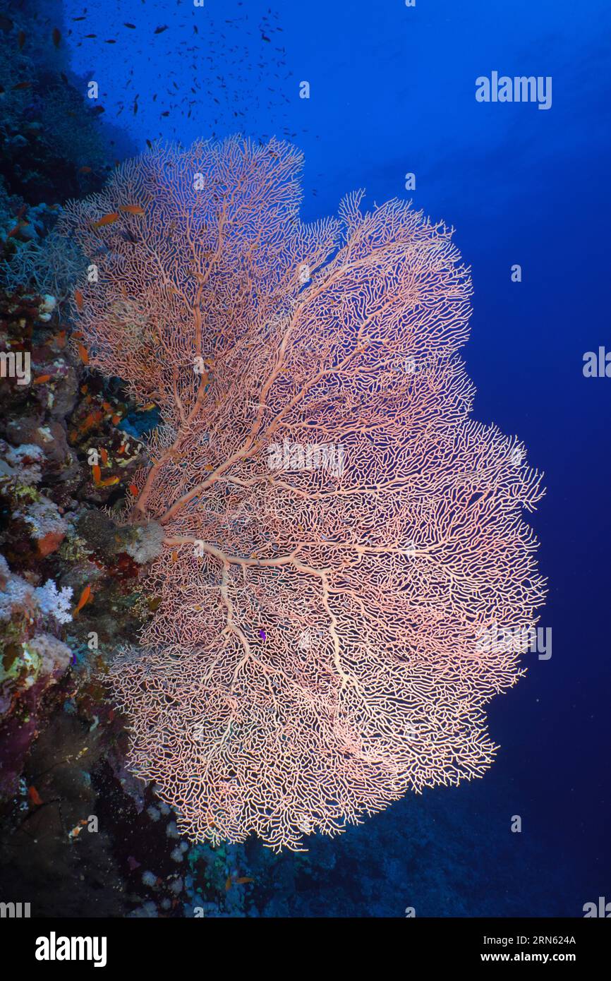 Giant sea fan (Annella mollis) on steep wall, St Johns Reef dive site ...