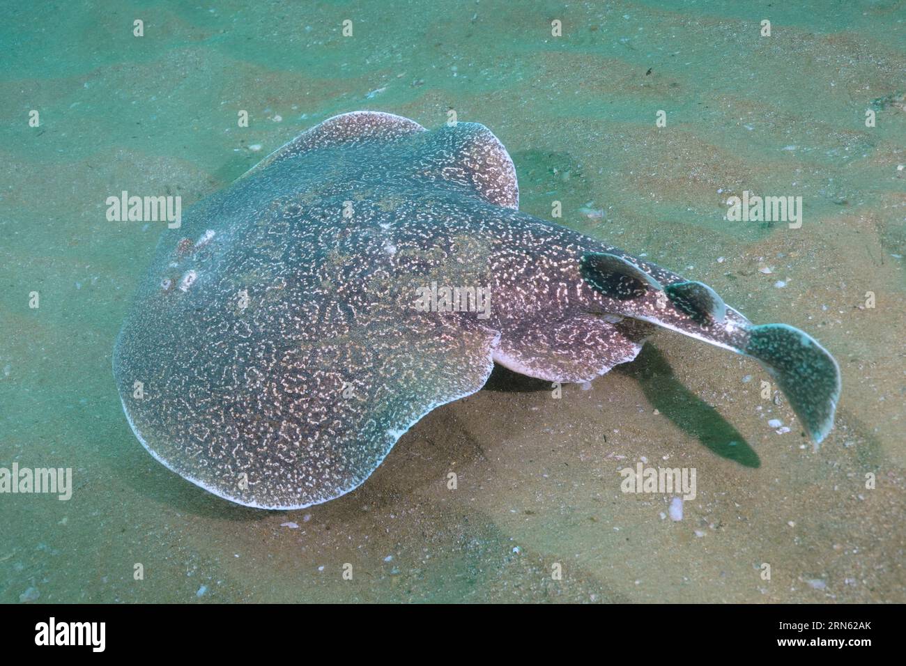 Variable torpedo ray hi-res stock photography and images - Alamy