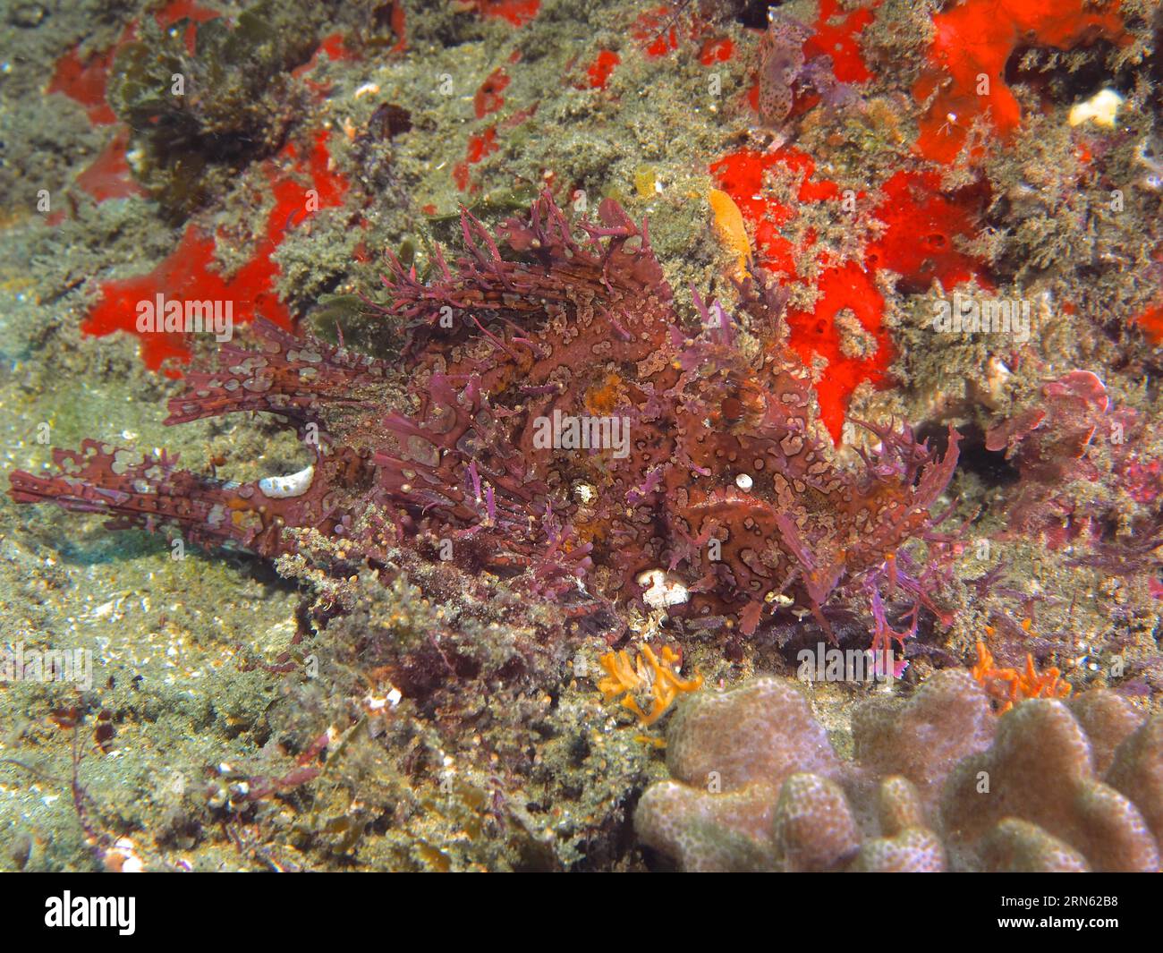 Red popeyed scorpionfish (Rhinopias frondosa), Sodwana Bay National ...