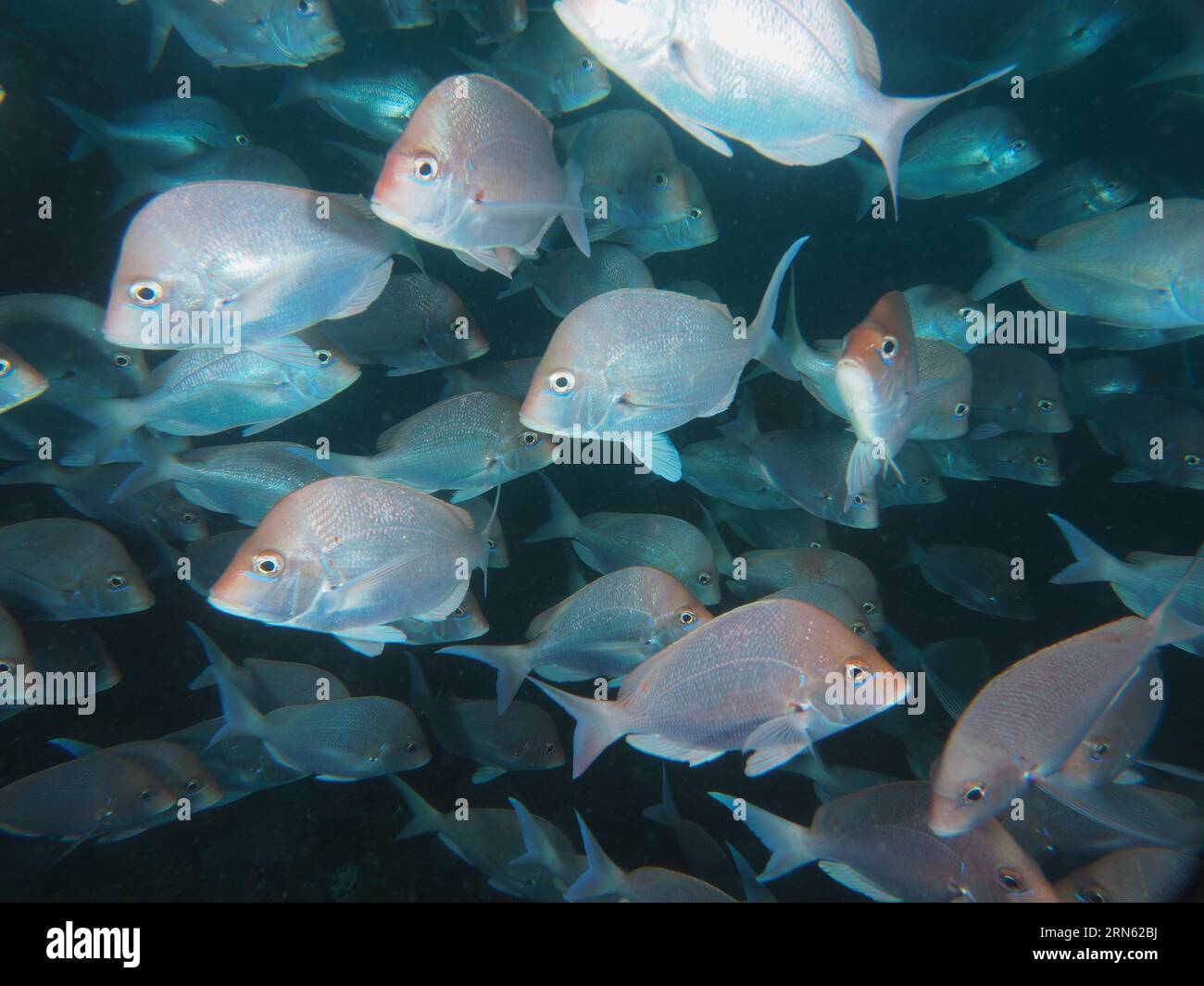 Slinger sea bream hi-res stock photography and images - Alamy