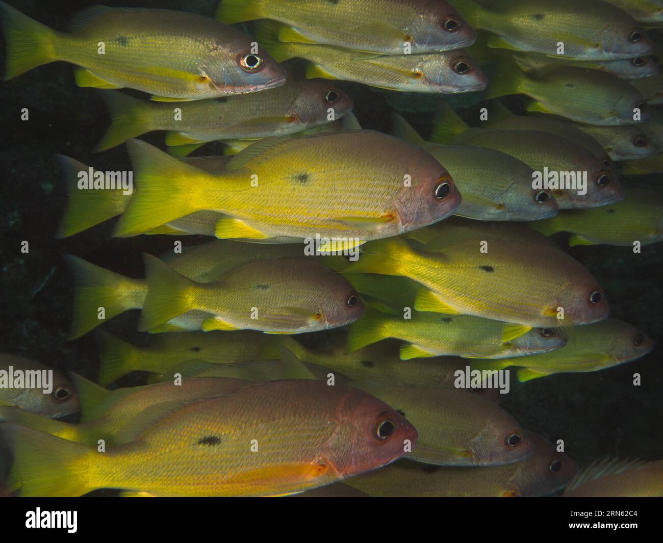Shoal, group of blackspot snapper (Lutjanus fulviflamma), Sodwana Bay ...