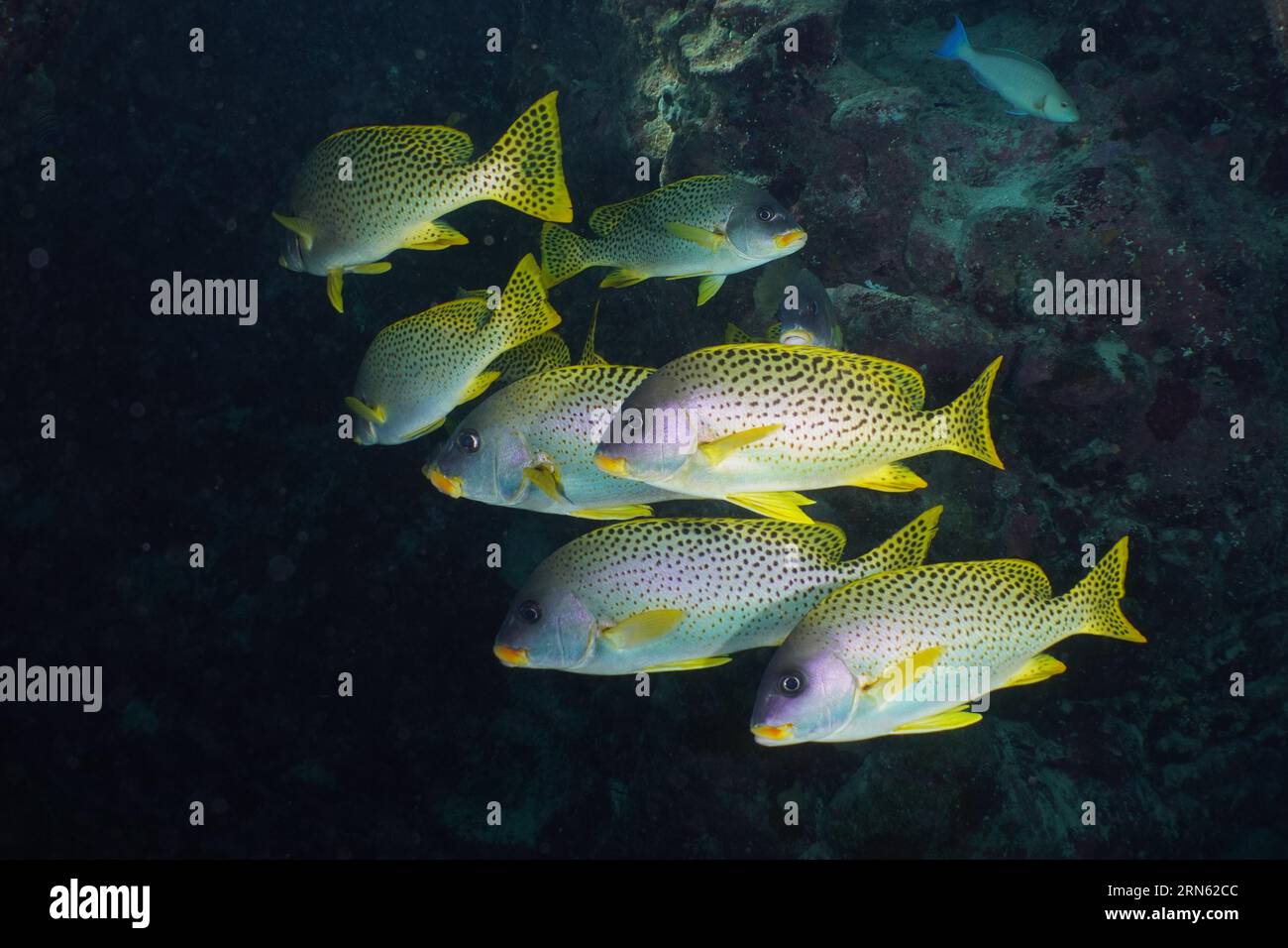 Swarm, group of blackspotted rubberlip (Plectorhinchus gaterinus) in a ...
