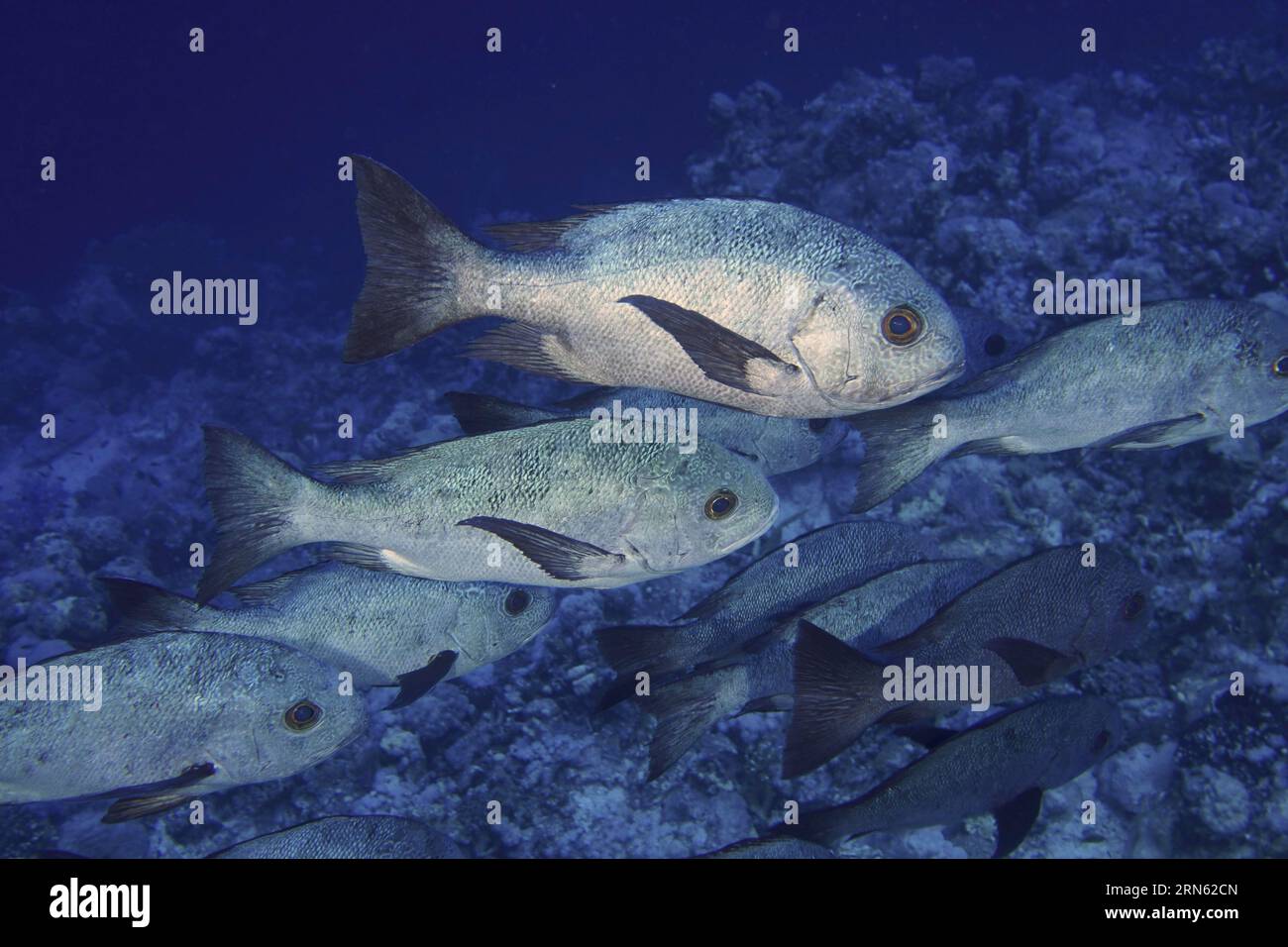 Shoal, group of black and white snapper (Macolor niger), St Johns Reef ...