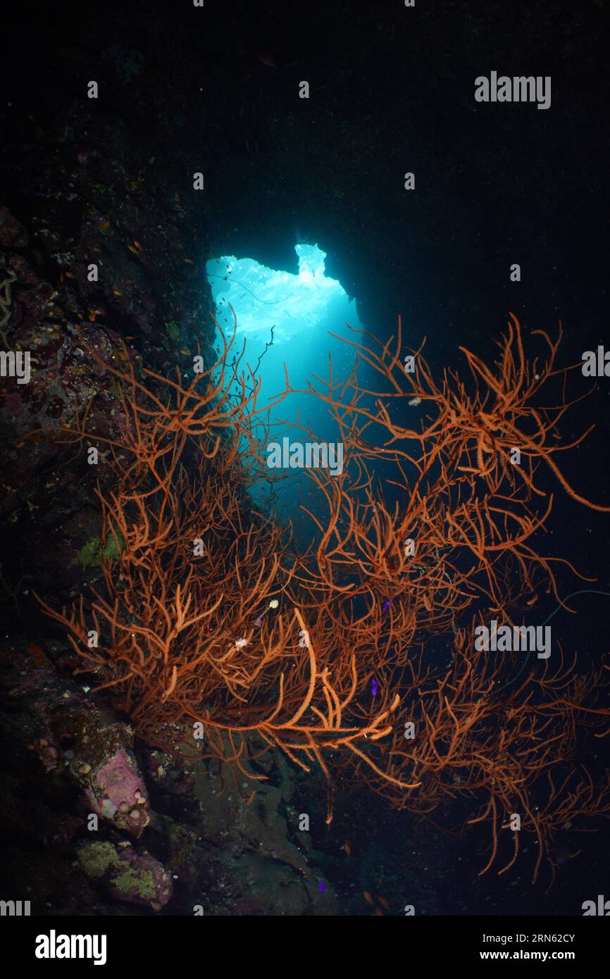 Black wire coral (Antipathes dichotoma) in a cave, St Johns reef dive ...