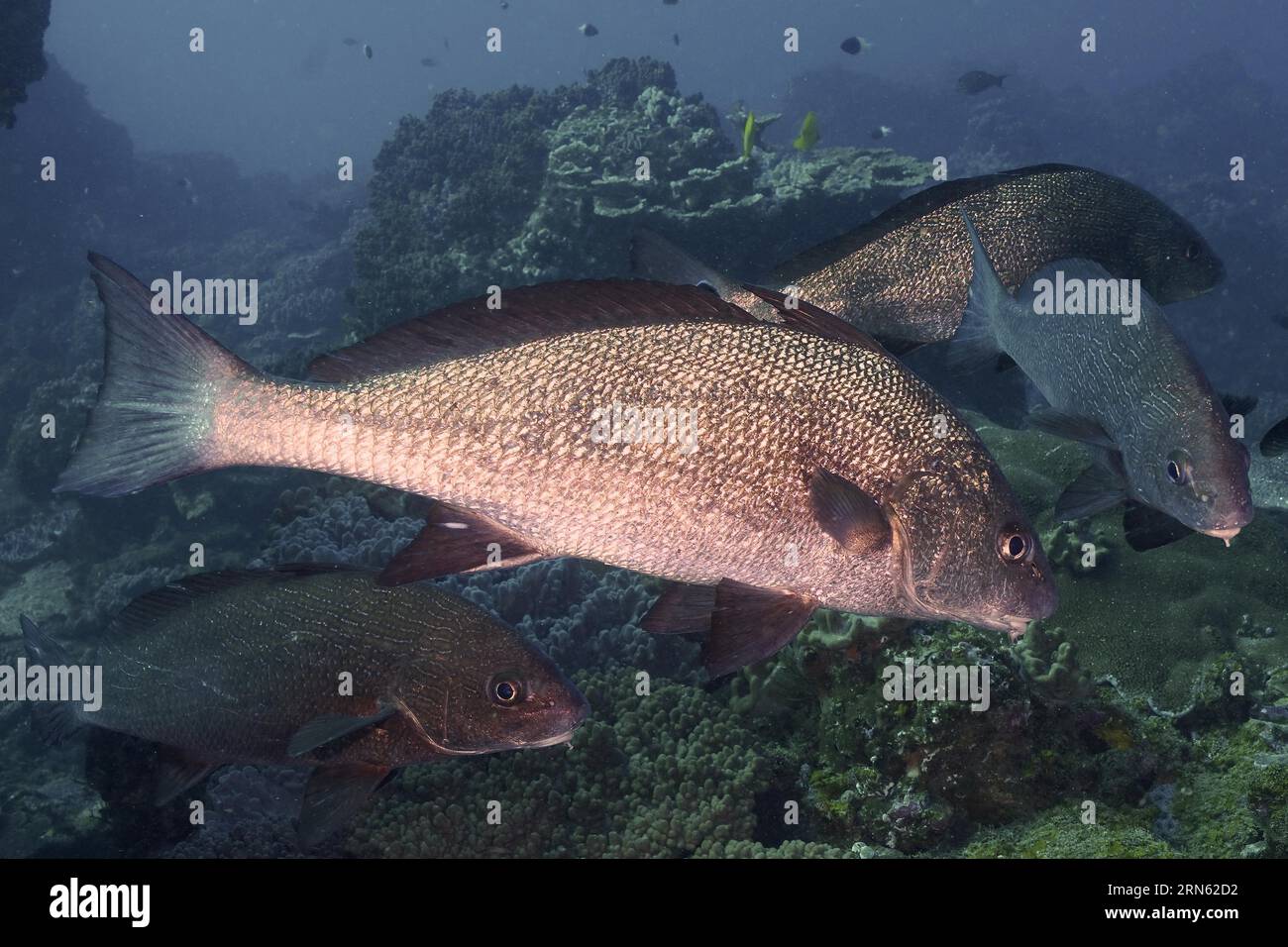 Group of Slim Bardman (Umbrina ronchus) (Umbrina robinsoni), Bonefish ...