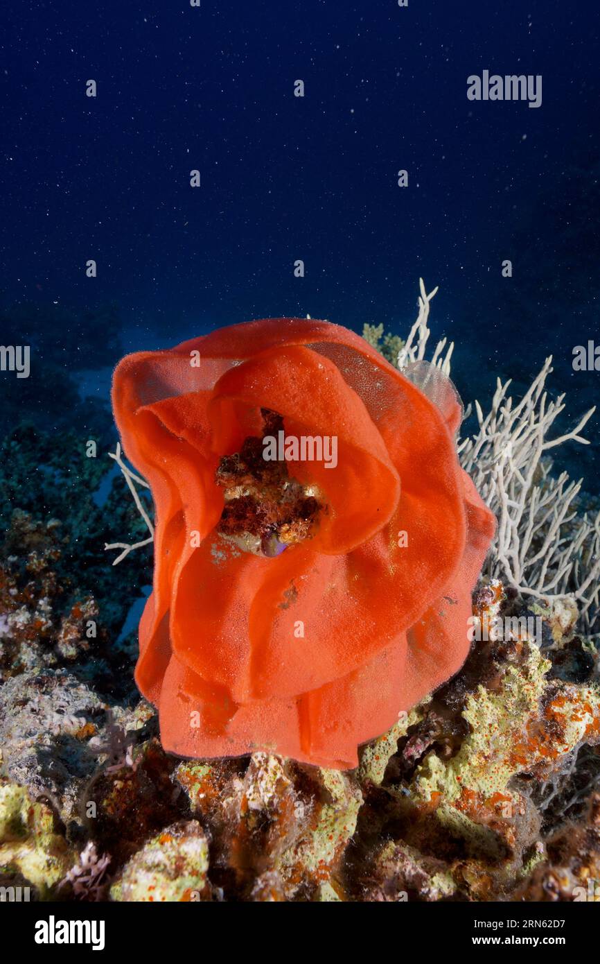 Spawn of Spanish Dancer (Hexabranchus sanguineus), Dive Site Small Abu ...