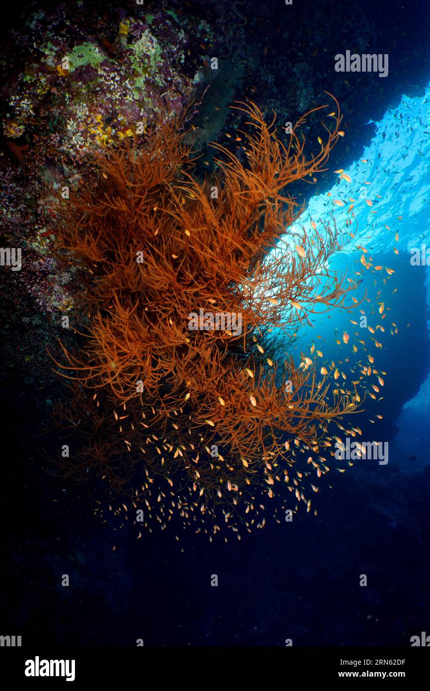 Black wire coral (Antipathes dichotoma) and group of sea goldie ...