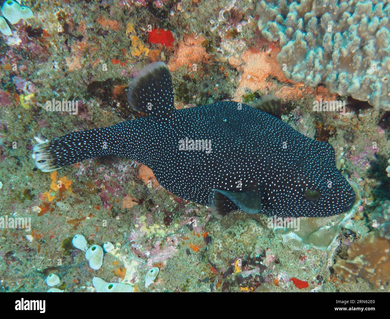Puffer fish africa hi-res stock photography and images - Alamy
