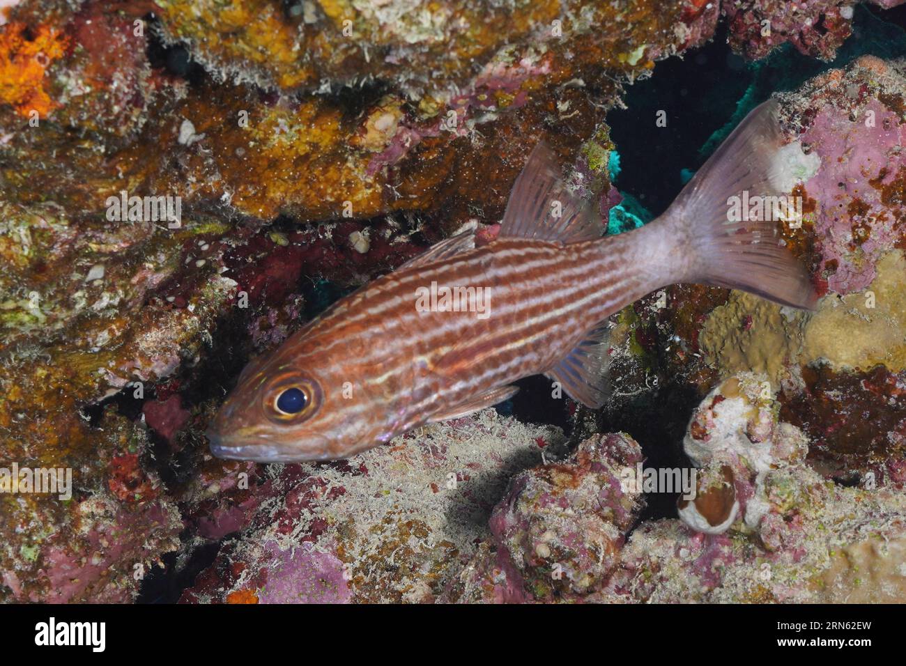 Largetoothed cardinalfish (Cheilodipterus macrodon), Marsa Shona reef ...